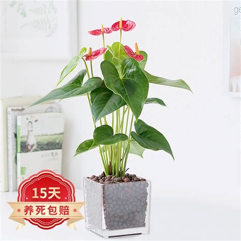 金之春 年宵花卉绿植红掌盆栽白掌盆栽一帆风顺客厅室内植物桌面观花水培植物粉掌花苗 红掌 12cm方缸 陶粒 融创集采商城