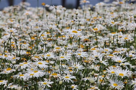 Chamomile Flowers White Free Photo On Pixabay Pixabay