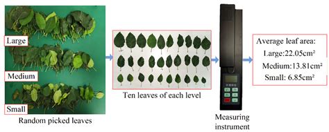 Agriculture Free Full Text Innovative Leaf Area Detection Models