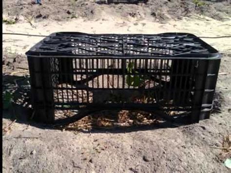 Выращивание винограда из чубуков в домашних условиях. Узнайте как ...