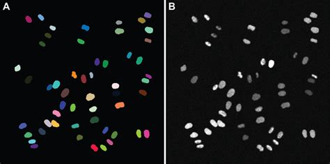 Spatiotemporal Simulation Of A Cell Population A Randomly Colored