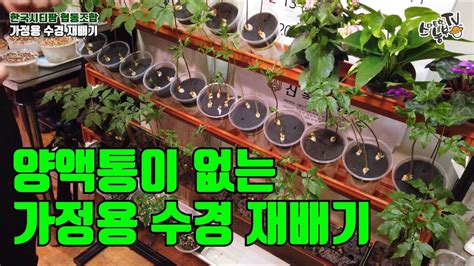 가정용 수경재배기 새싹인삼 상추 딸기 새싹채소 키우기 Youtube