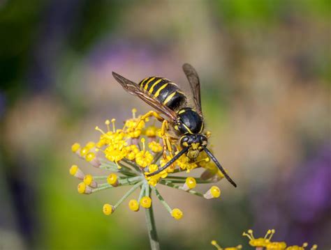 Wasp Vs Hoverfly Whats The Difference Pest Defence