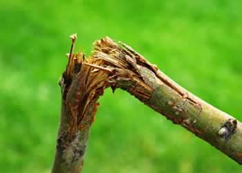 7 Common Tree Pruning Mistakes To Avoid