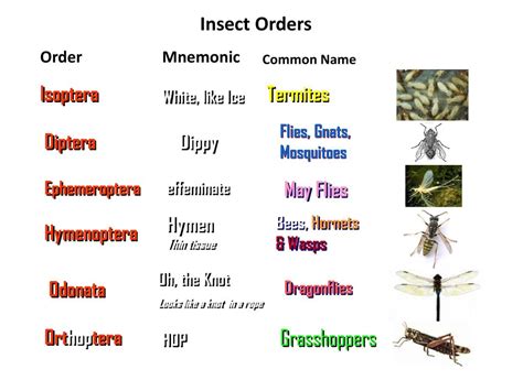 Insect Orders And Examples At Lawrence Burgess Blog