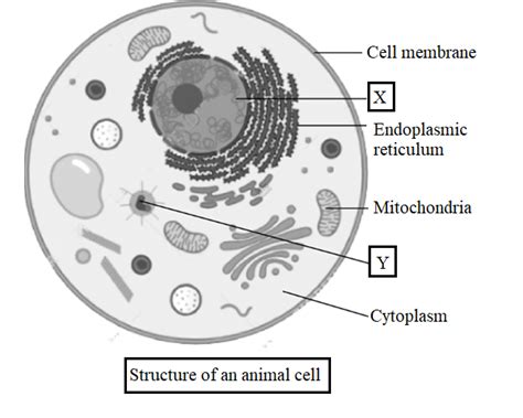 Labelled Diagram Of A Plant Sexiz Pix