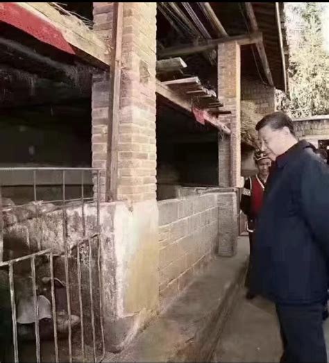 Nini艾番妮🇺🇸🇭🇰🇺🇦乌鲁木齐中路🎗️ 👍💛💙 On Twitter 中共病毒疫苗灾难 习近平下台 🐷说你进来我出去，比你治疗的好