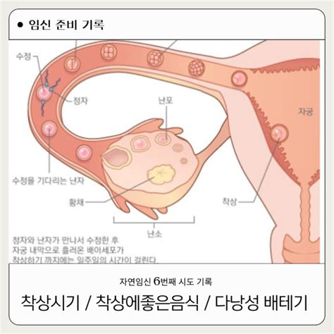 자연임신 6번째 시도 착상시기 착상에 좋은 음식 다낭성 배란초음파 배테기 비교 배란일~배란 4일차 기록 네이버 블로그
