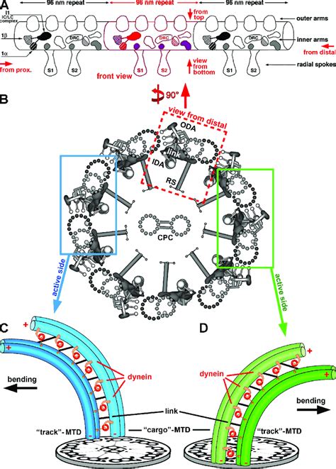 Schematic Models Showing The General Organization Of Cilia And Flagella