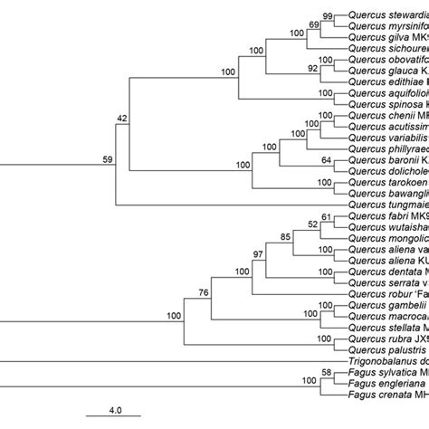 The Maximum Likelihood Ml Phylogenetic Tree Reconstructed By Raxmlgui