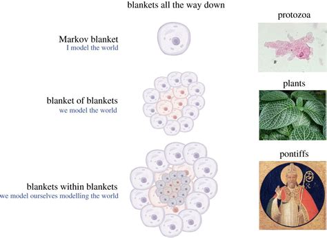 Integrating Markov Blanketskernels And Bioelectric Phenomena In
