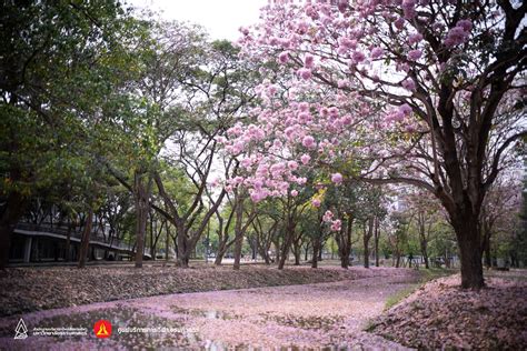 วันเสาร์จะเหงาได้ไง 🌸 มาถ่ายรูปชมพูพันธุ์ทิพย์ด้วยกันมั้ย ช่วงเวลานี้ของทุกปี ราวเดือน