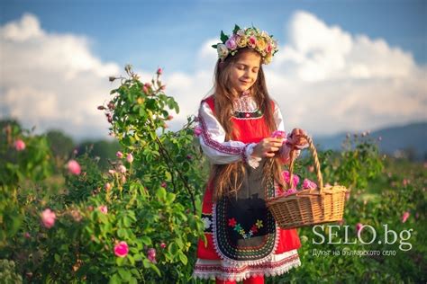 Етеричното масло от българска роза Rosa Damascena е най силният анти септик в света ВИДЕО