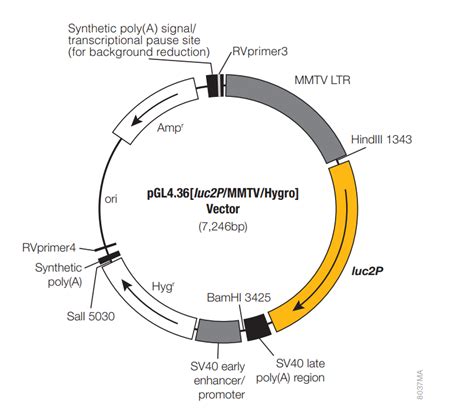 Pgl4 36[luc2p Mmtv Hygro]质粒图谱、载体图谱、序列、价格、抗性、测序引物、大小等信息 生物风载体