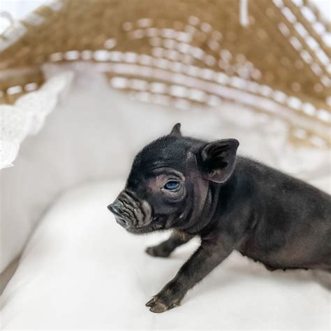 S 11 02 22 Petunia Female Juliana Mini Pig Lodella