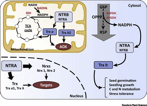 The Unprecedented Versatility Of The Plant‎ Thioredoxin System Trends