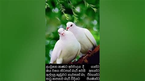 තටු කපනව ගියොත් අල්ලපු කූඩුවට නිසඳැස් කවි Sinhala Nisadas Youtube