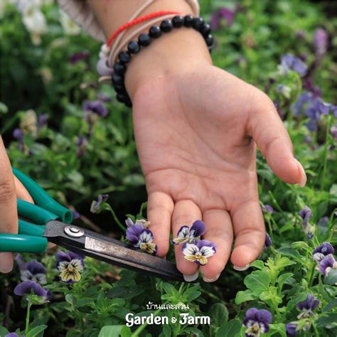 ดอกไม้ กินได้ กับ 10 เรื่องที่ต้องรู้ ก่อนที่จะเริ่มทำฟาร์มดอกไม้ บ้านและสวน