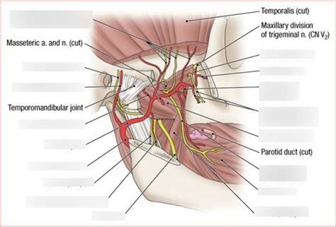 Infratemporal Fossa Diagram Quizlet