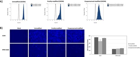 Cryopreservation Did Not Adversely Affect The Migratory Potential Of Download Scientific