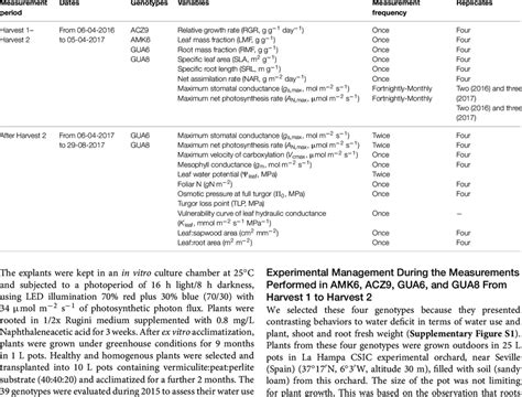 Period Frequency And Number Of Replicates Per Genotype And