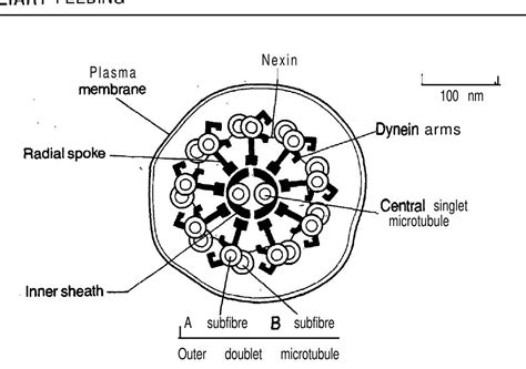 Diagram Of A Cilium Or Flagellum In Cross Section As Wee L