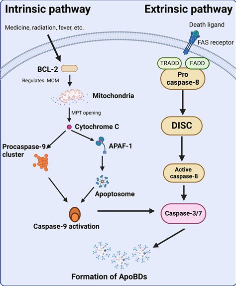 Pathways Involved In Apoptosis The Intrinsic Pathway Is Activated By