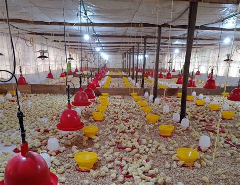 Why Use Infrared Gas Brooder For Open Poultry House Damly Gas Brooder