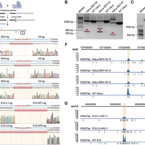 Precise Large Deletion Of The Hpv Integration Region Weakens Bp Cses Download Scientific