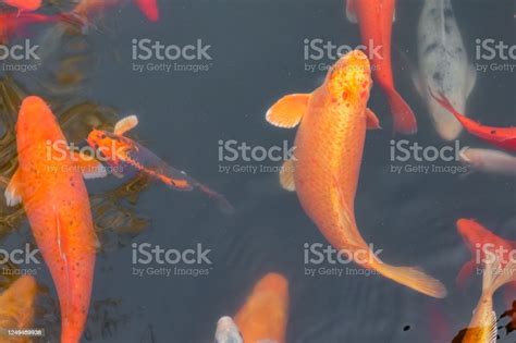 잉어 중국 잉어 다채로운 물고기는 전체 프레임의 물 상단보기에서 수영 감금 상태에 대한 스톡 사진 및 기타 이미지 감금 상태 금붕어 노랑 Istock