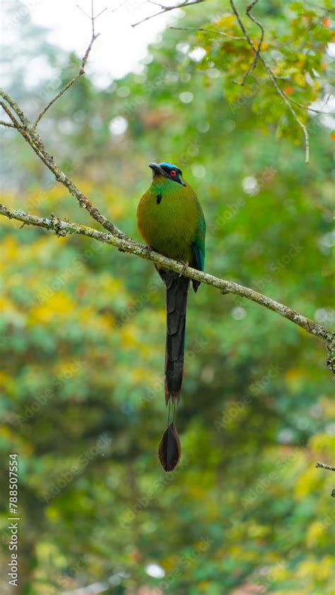 El Momoto Amazónico O Momoto Común 3 Momotus Momota También Denominado Pájaro León En