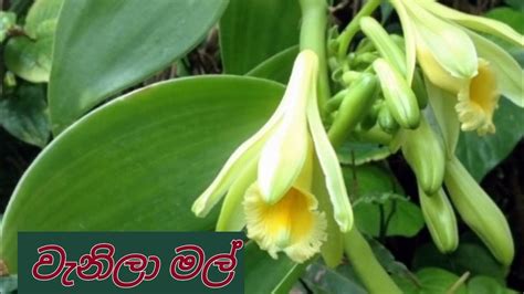 වැනිලා මල් පරාගණය කරන හැටි දන්නවාද Youtube