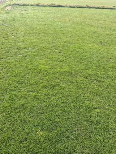 Green 6 Inches Tiff 419 Bermuda Grass For Garden 5 Feet At ₹ 6sq Ft
