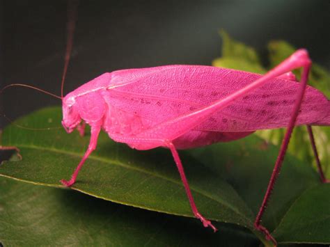 Three Rare Pink Katydids Added To Audubon Insectarium Entertainment