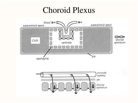 Ppt Brain Powerpoint Presentation Free Download Id804181