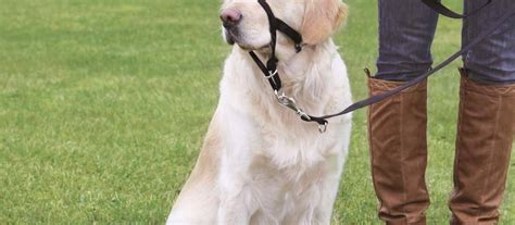 Halti oder Cesar Milan Halsband? Hier informieren!