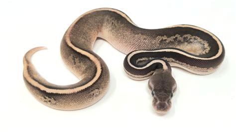 Mahogany Cinnamon Fire Het Piebald Ball Python By Exotic Designs