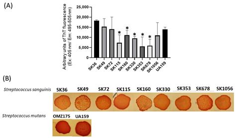 Amyloid Fibrils Produced By Streptococcus Sanguinis Contribute To