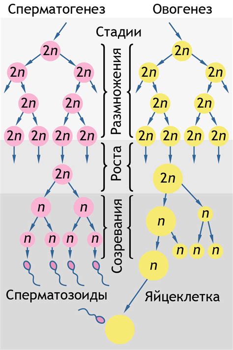 Оплодотворение схема биология