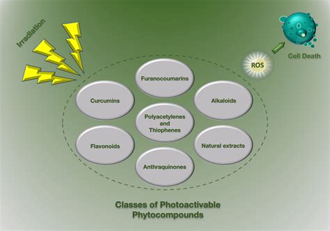An Overview Of Potential Natural Photosensitizers In Cancer Photodynamic Therapy