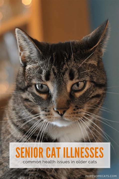Pin On Cats And Cat Grooming
