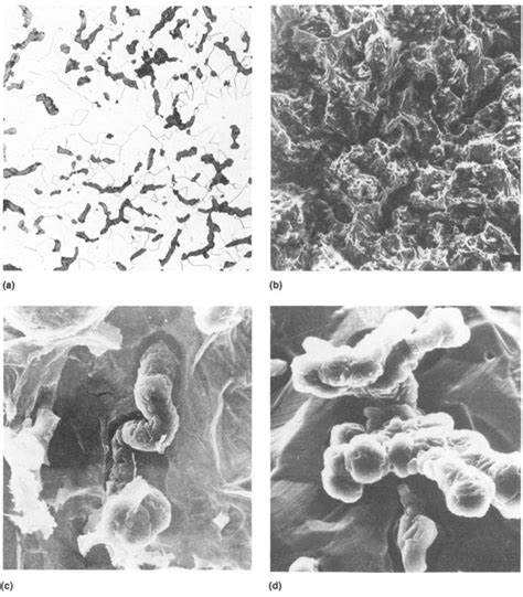 Typical Microstructures Of Cg Irons O Optical Microgroph Etched