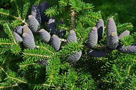 무료 사진 소나무 나무 가문비나무 자연 상록수 침 엽 수 나무