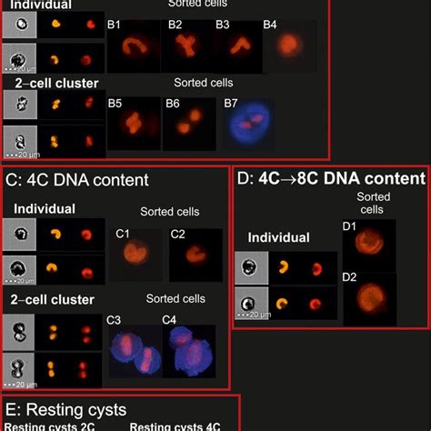 IFC And Cell Sorting Pictures IFC Images Show Cell And Nuclear Download Scientific Diagram