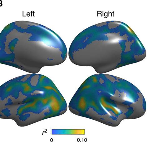 Sex Differences In Cbf Alff Coupling Download Scientific Diagram
