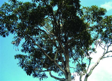 Braching Pattern Of M Pajang Download Scientific Diagram