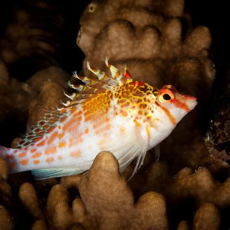 Dwarf Hawkfish Facts Diet Habitat And Pictures On Animaliabio