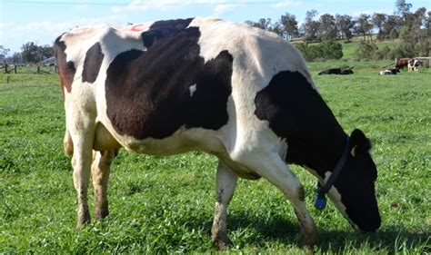 P2g Effects Of Environment And Age Of First Calving On Longevity And
