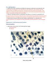 A P Straighterline Lab Pdf Pre Lab Ques Ons Iden Fy The Major Similari Es And Di