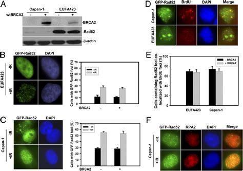 Rad52 Inactivation Is Synthetically Lethal With Brca2 Deficiency Pnas